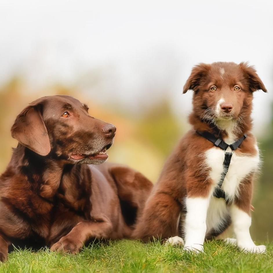 A Beginners Guide to Making Your Dog a Stud - Potty Buddy™