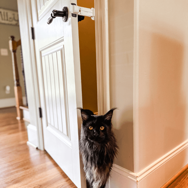 How Door Buddy Cat Door Prop Can Benefit Cat and Dog Owners