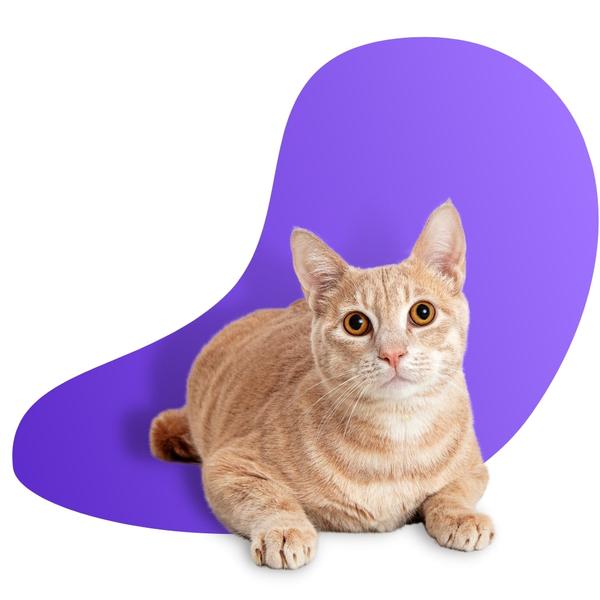 Premium Reusable Potty Pads for Pets - Potty Buddy™
