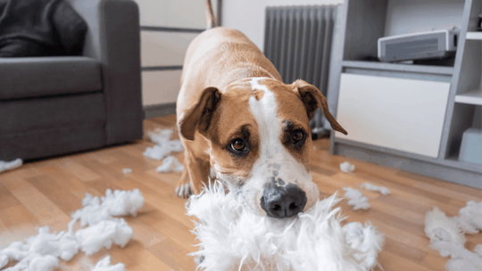 What Causes Destructive Chewing in Dogs? – Door Buddy