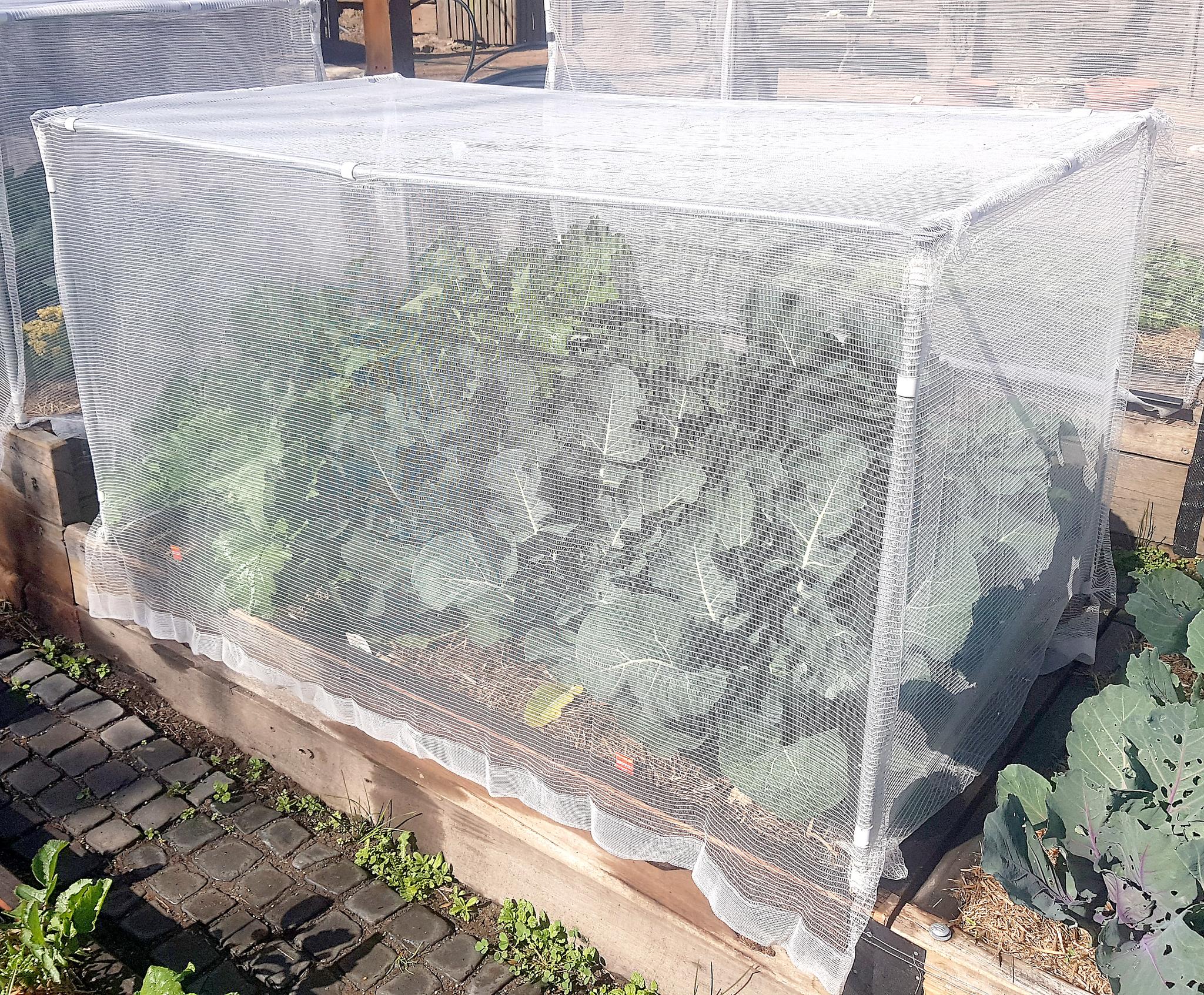 Kale – easy to grow with a few simple tricks — Aussie Gardener