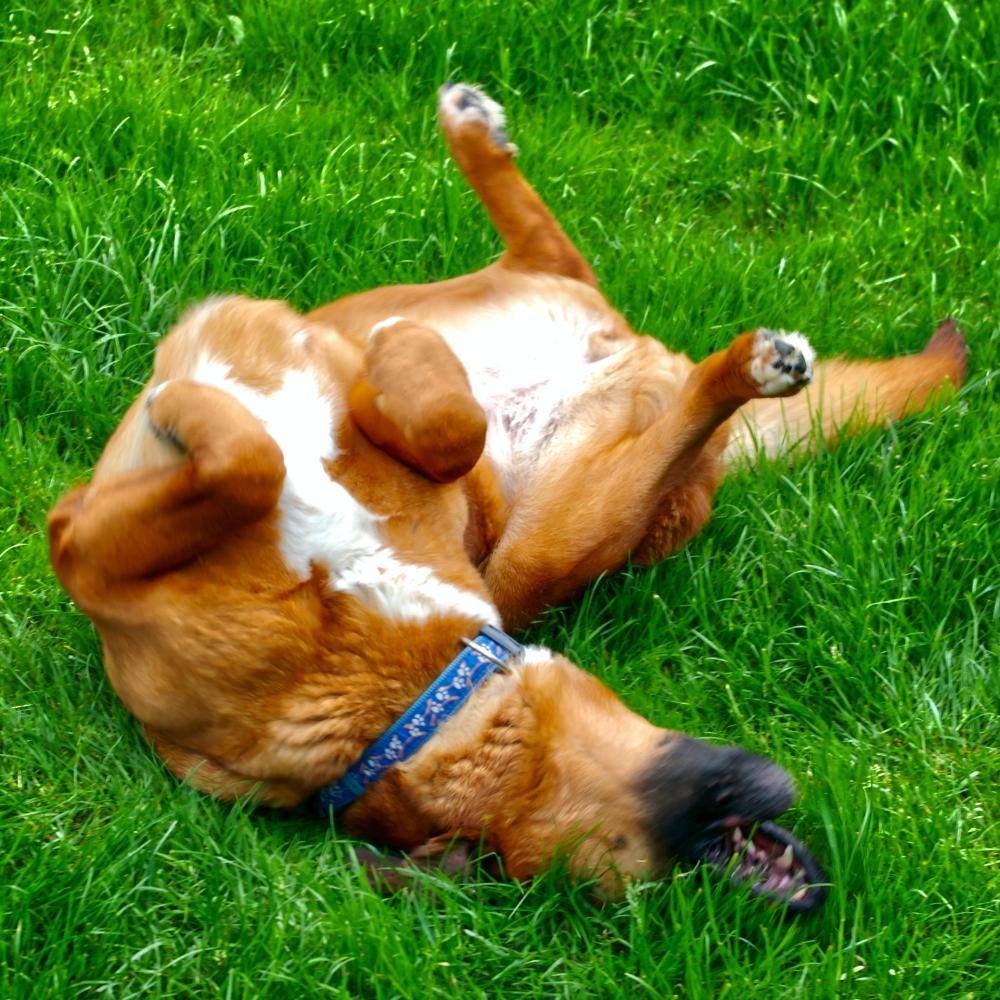 How to Teach Your Dog to Play Dead: Easy Step-by-Step Training Guide ...