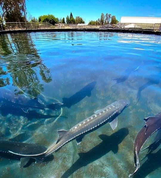 Eco-certified Sturgeon Farm – Tsar Nicoulai Caviar
