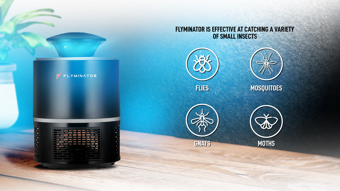 Flyminator Fruit Fly Insect Trap