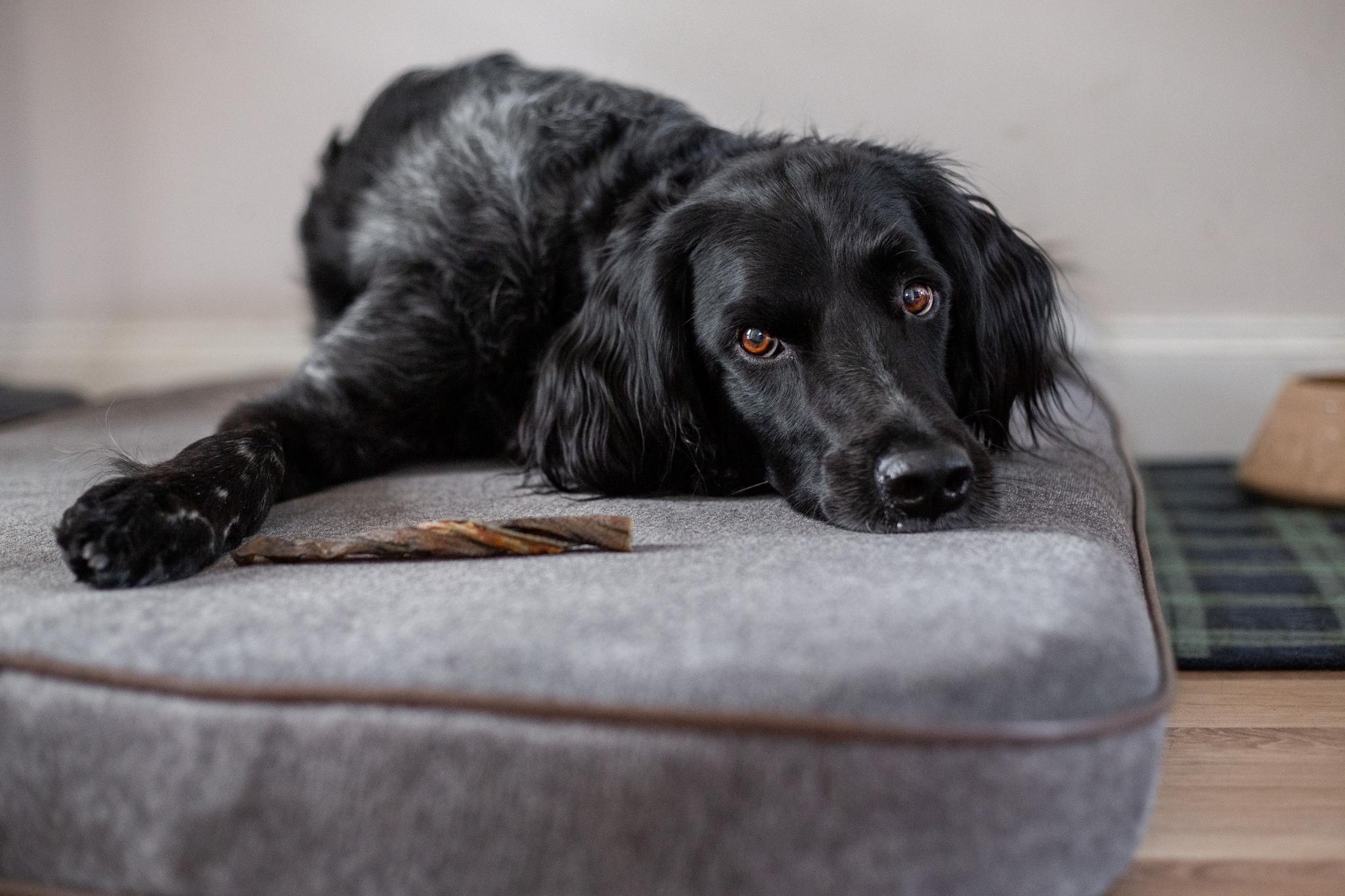 Dogs Play Fighting | Learn How Do Dogs Play With Each Other