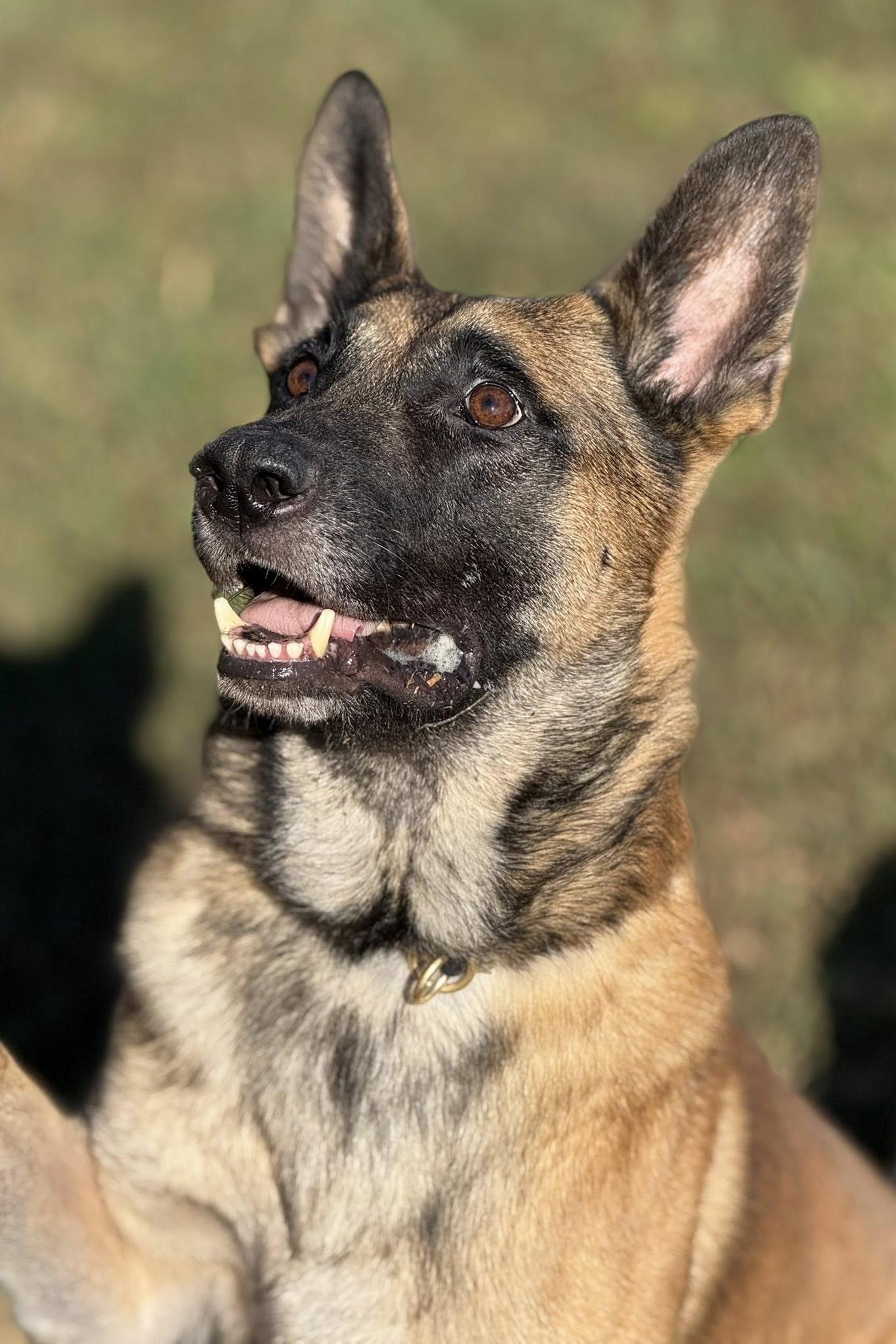 Welcome K-9 Guapo #356 – Project K-9 Hero