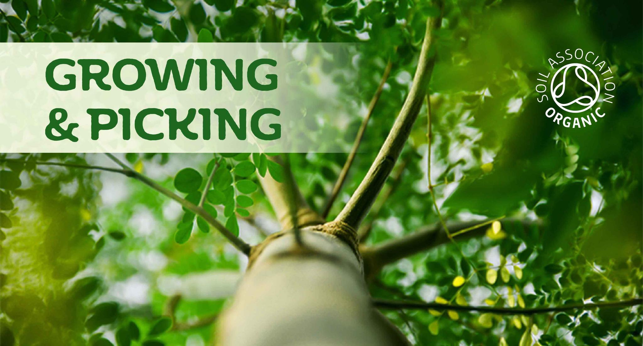 Organic Moringa Tablets - 100% Pure