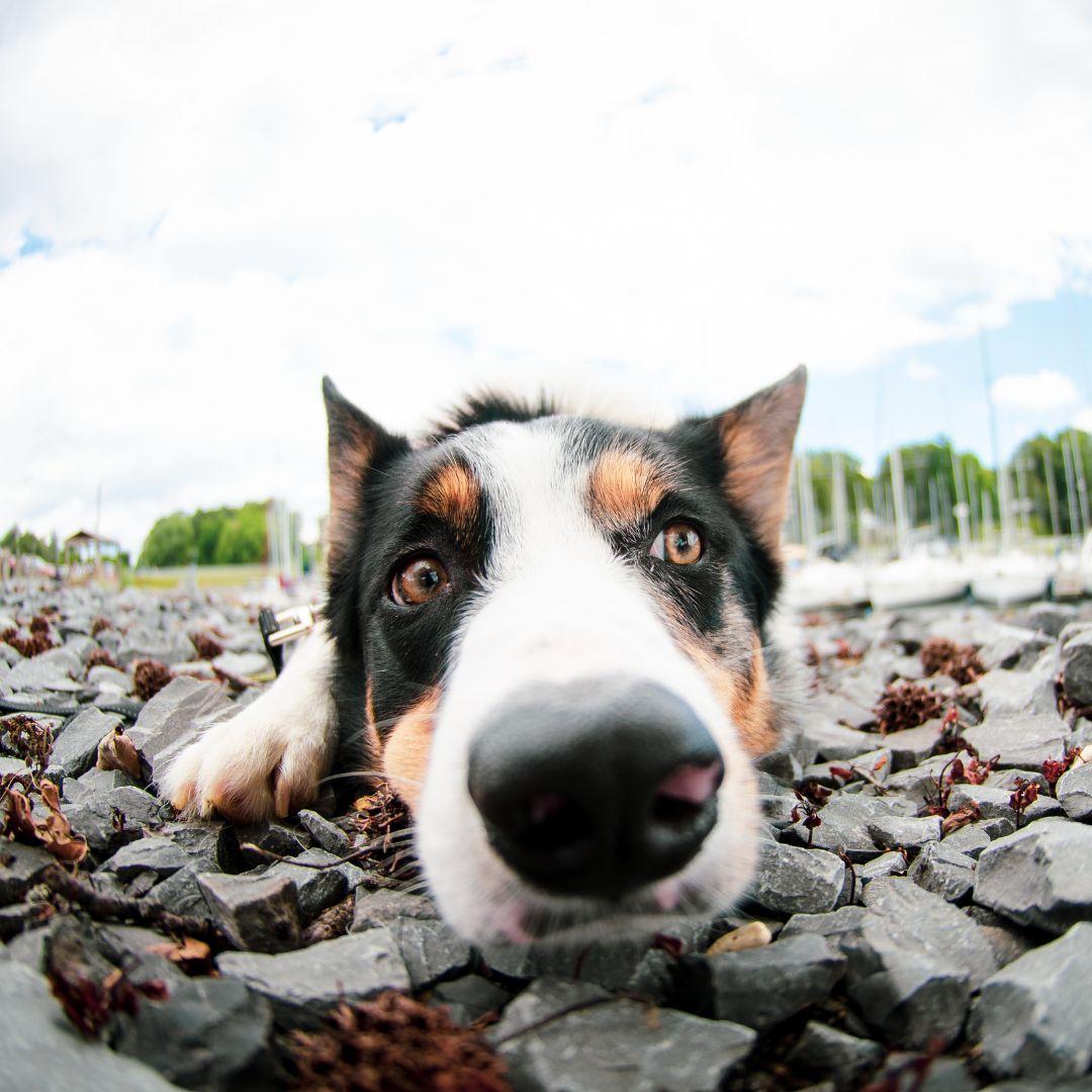 Dog Photo Tips: How to Take the Perfect Photo of Your Pup - Potty Buddy™