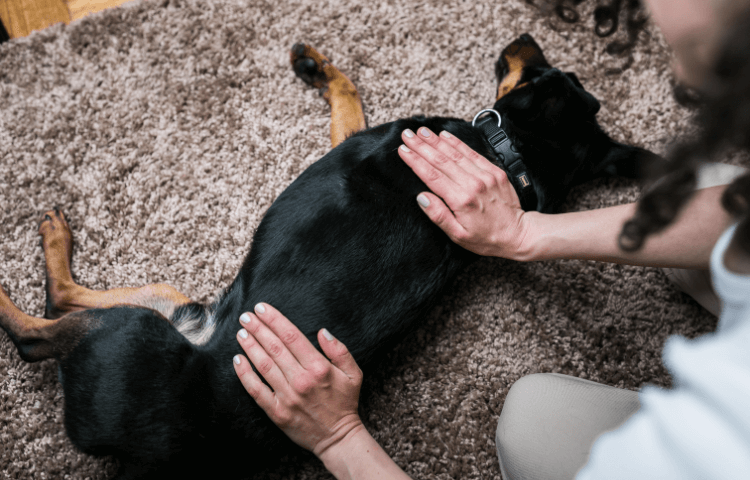 The Benefits of Pet Massage and How to Do It at Home – Door Buddy