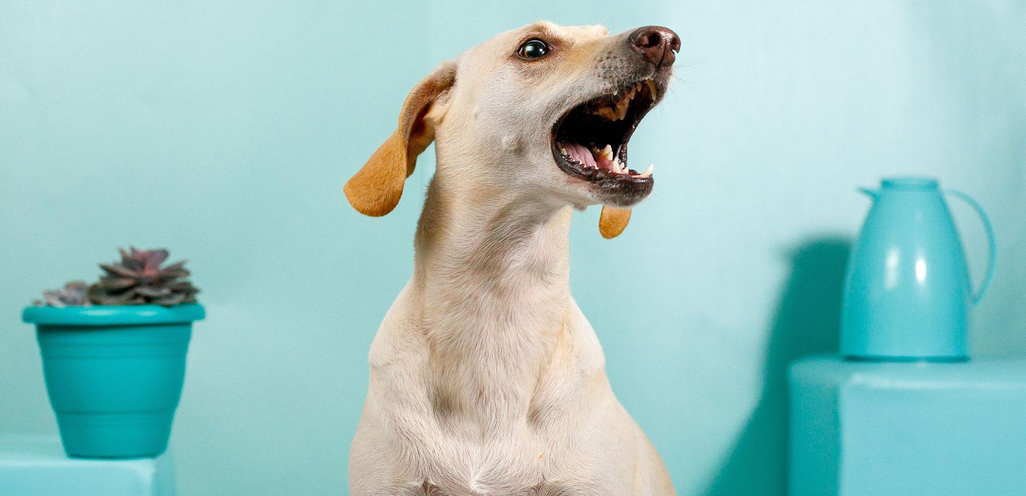 How to Train a Dog to Bark on Command or ‘Speak’ - Potty Buddy™
