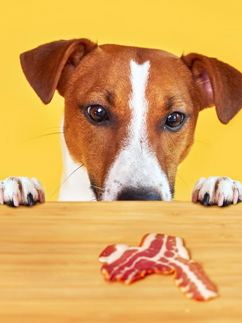 Pancreatitis in Dogs: Signs, Causes and Treatment - Potty Buddy™