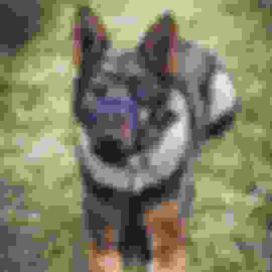 PROJECT K-9 HERO EARNS A FOUR-STAR, 100% RATING FROM CHARITY NAVIGATOR ...