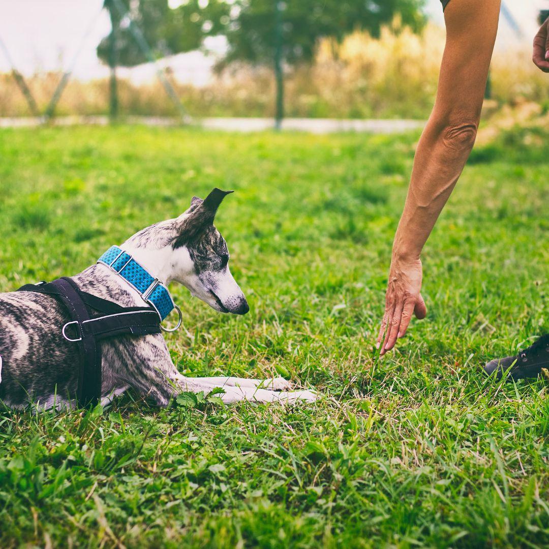 How to Train Your Dog to Stay - 7 Easy Steps | Potty Buddy - Potty Buddy™