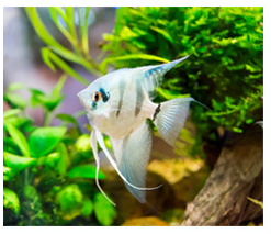 Classic Blue DIY – Aquatic Experts