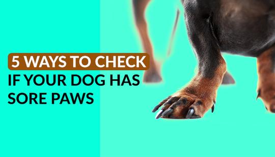 5 Ways To Check For Sore Paws