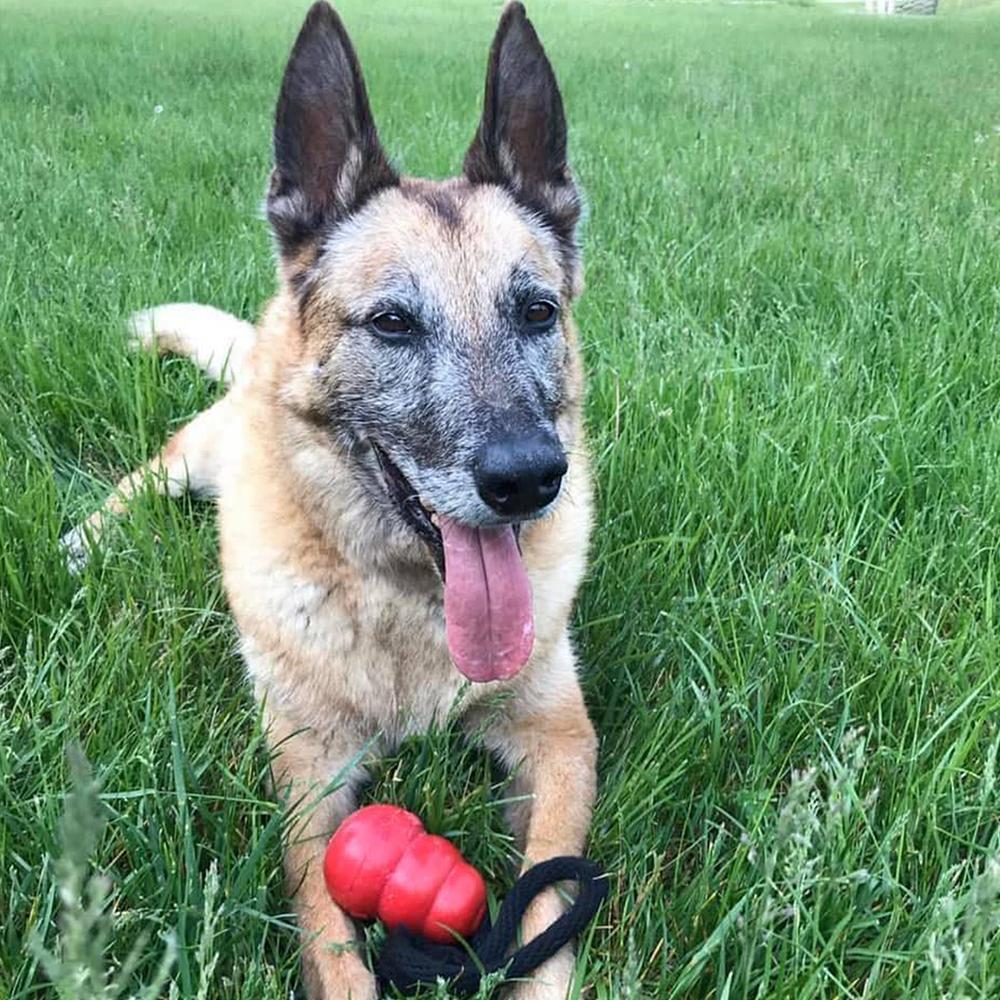 Get Involved with Project K-9 Hero