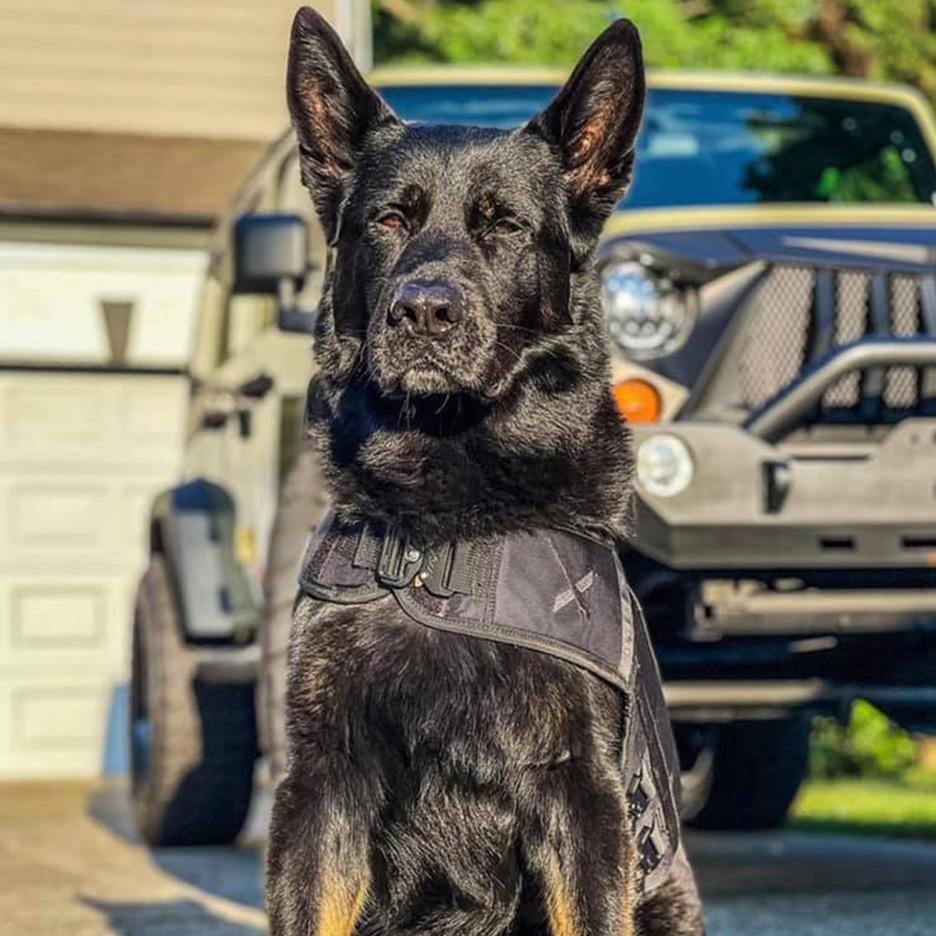 K-9 Mattis – Project K-9 Hero