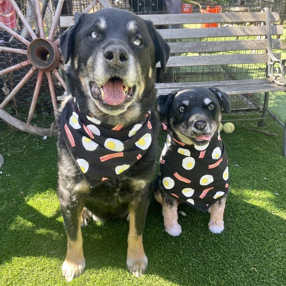 CUSTOM STUFFED PLUSH OF YOUR PET