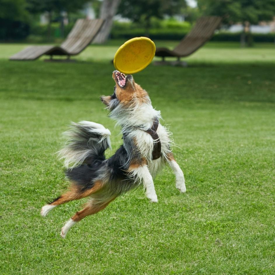 15 Enjoyable Outdoor Activities For Your Young Dog - Potty Buddy™