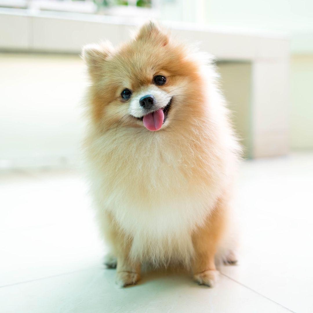 Pomeranian Dog Breed Info: Temperament & Traits | Potty Buddy - Potty ...