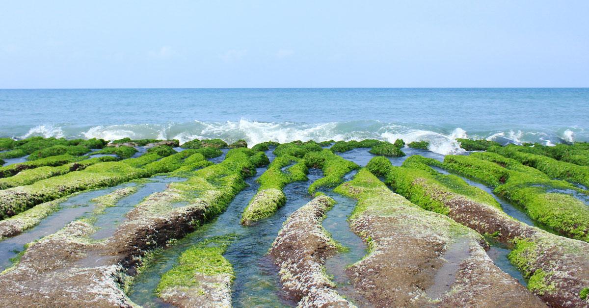 The Incredible Benefits of Chlorella: Nature's Healthiest Antioxidants ...