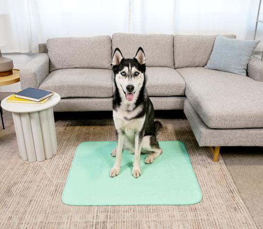 Quick Dry Pee Pads - Dry Guard™ Reusable Pads - Potty Buddy™