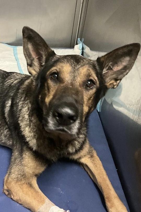 Welcome MWD Pocok #372 – Project K-9 Hero