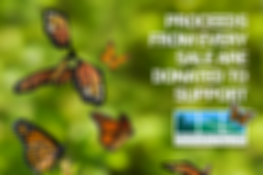 Monarch FlutterFlyers I Package of 5 Single Color