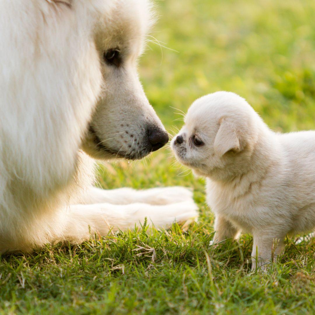 An Introduction to Stud Dogs - Potty Buddy™