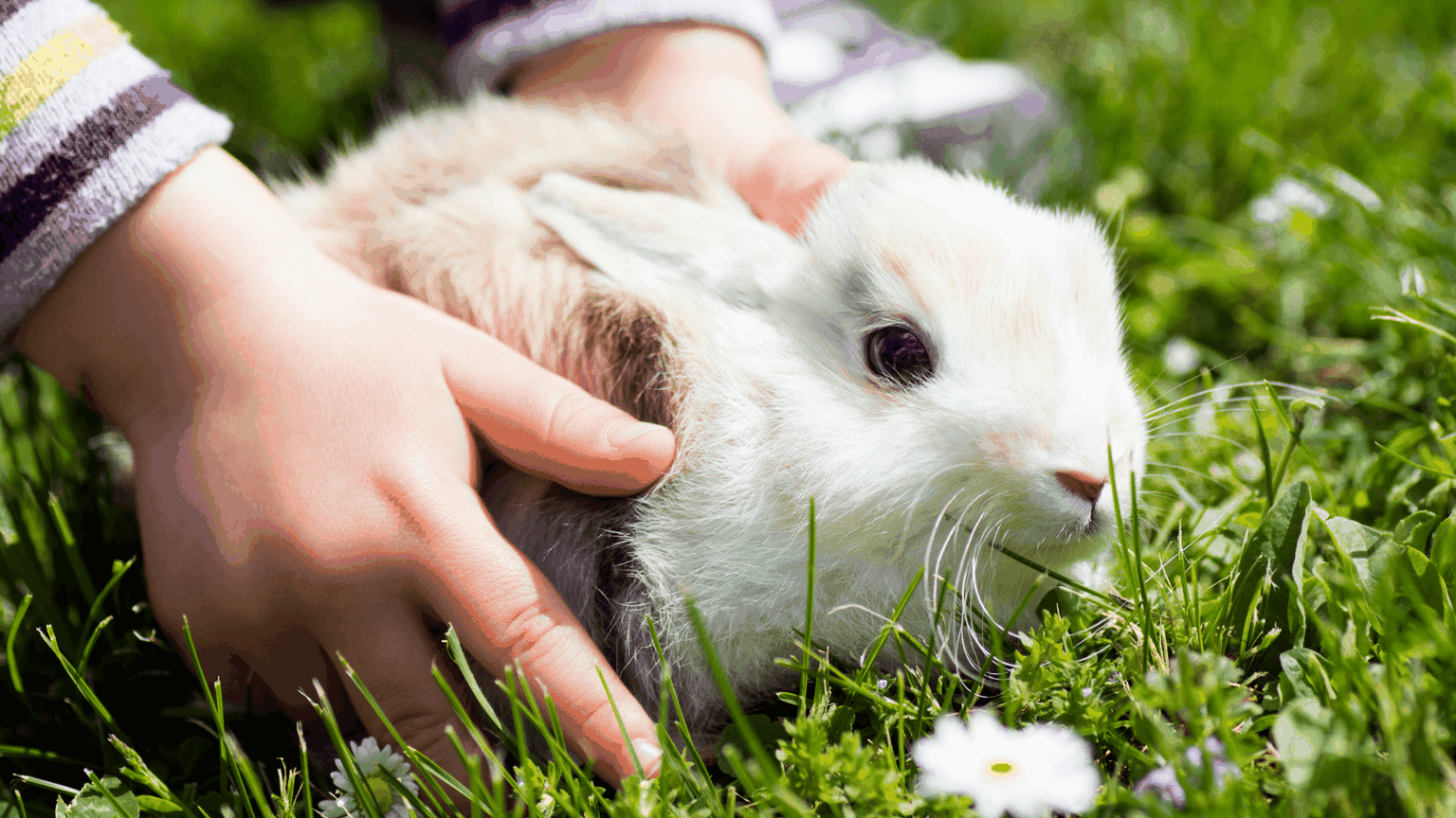 Is Your Child Ready For Their First Pet? – Door Buddy