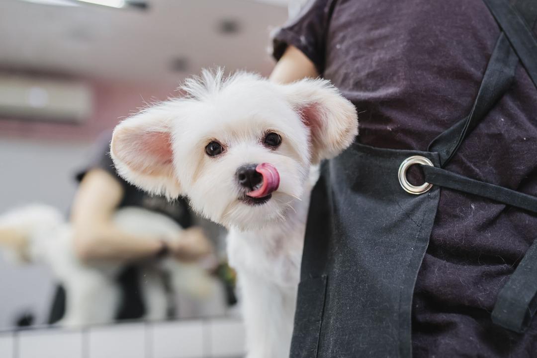 Maltese Dog Breed: Facts & Personality Traits | Potty Buddy - Potty Buddy™