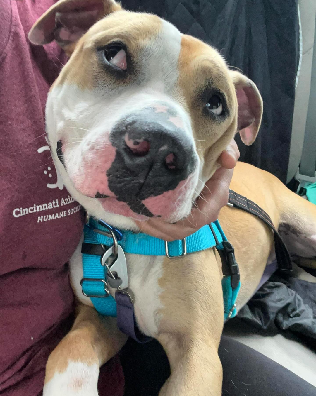 #Donate2Hounds Christmas In July