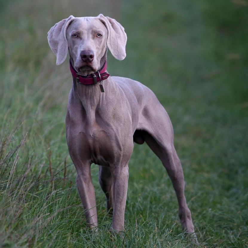 A Beginners Guide to Making Your Dog a Stud - Potty Buddy™