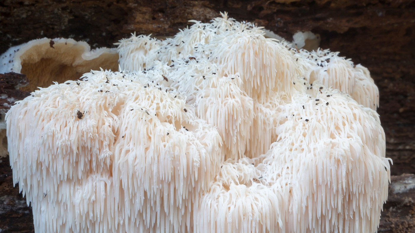 Lions Mane Spiritual Benefits