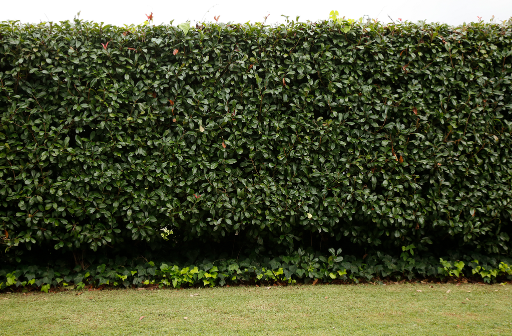 Top 10 Hedges For Privacy In Australia — Aussie Gardener