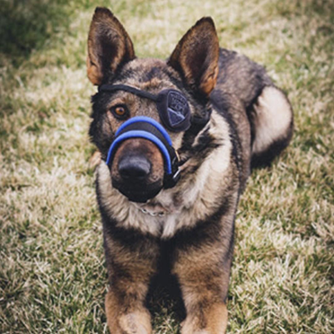 PROJECT K-9 HERO EARNS A FOUR-STAR, 100% RATING FROM CHARITY NAVIGATOR ...