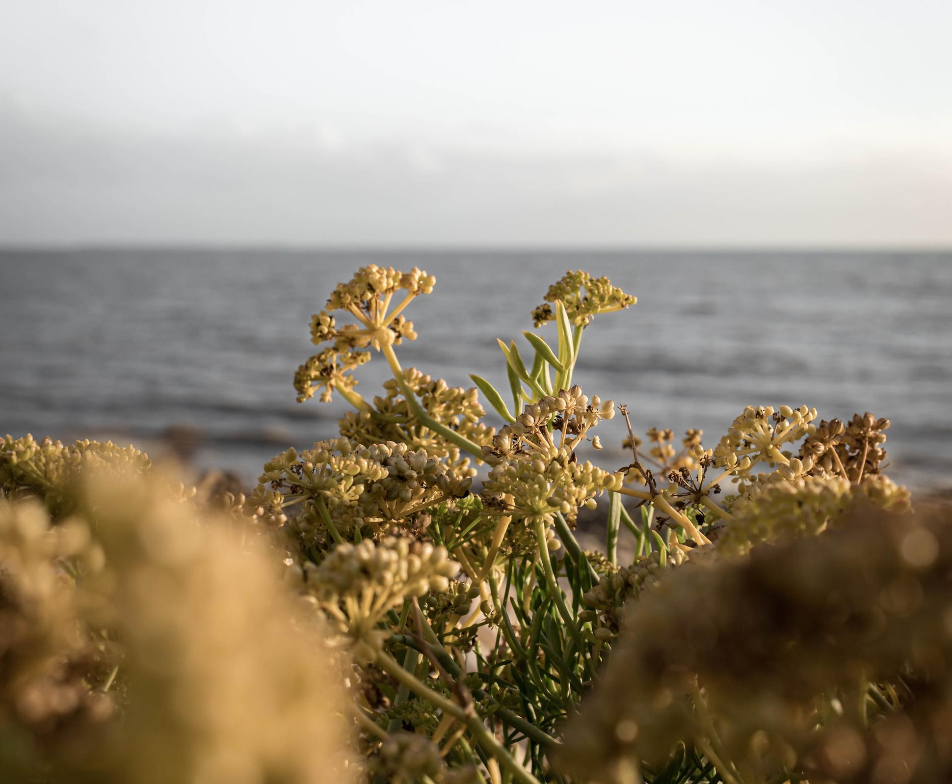 The Sea Fennel Skincare Secret