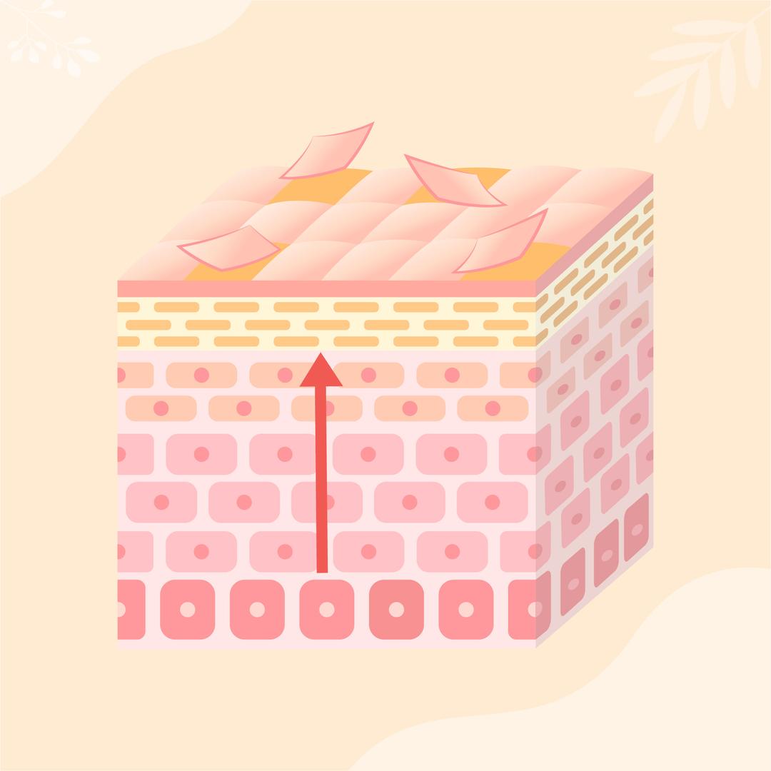 What Is Skin Cell Turnover and Why Is It Important?