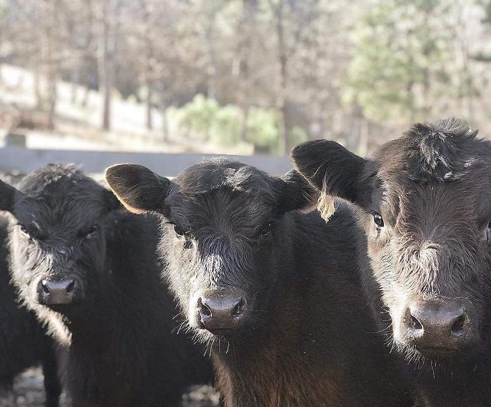 Ground Beef Family Bundle – Jenner Family Beef