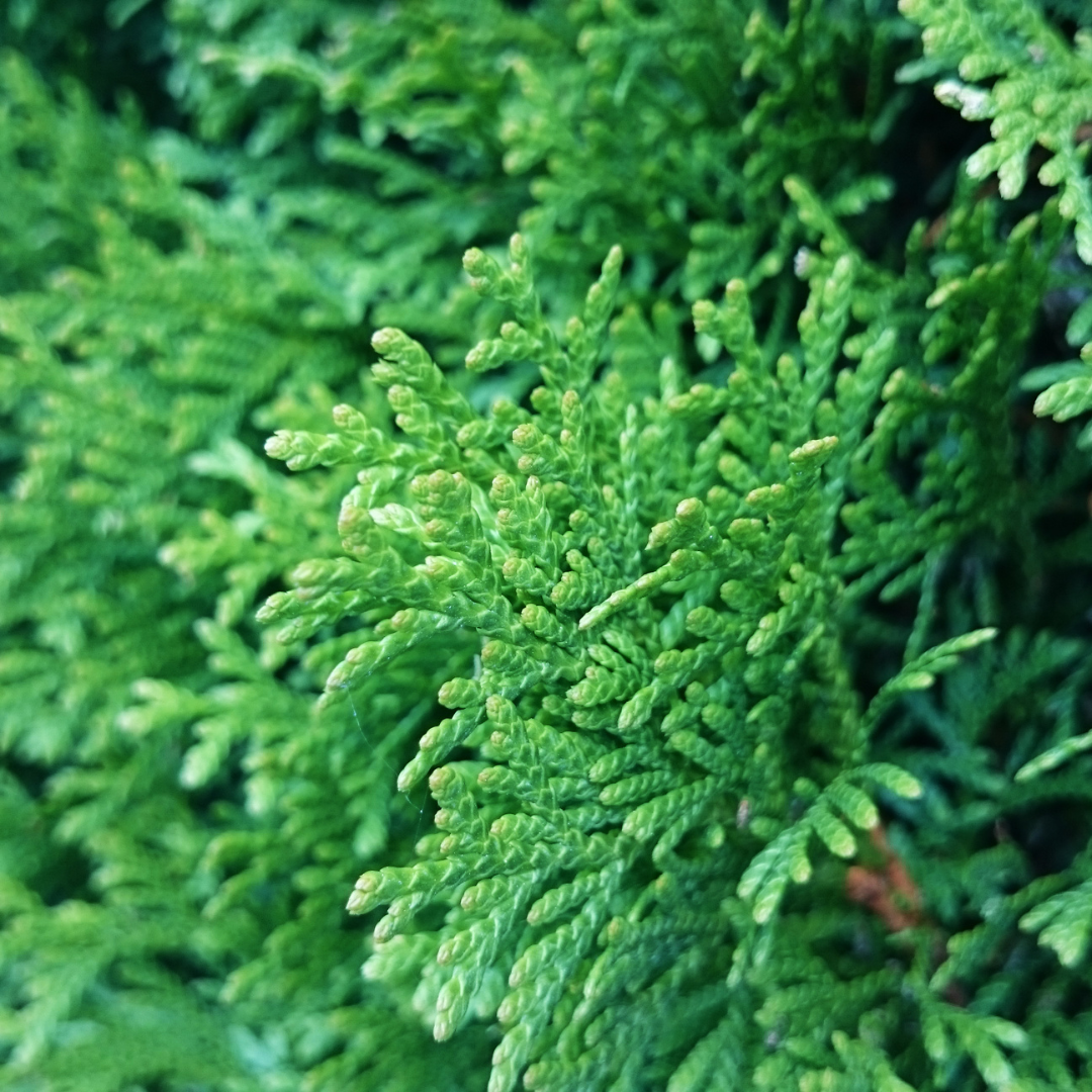 Womb Care™ Therapeutic Castor Oil Kit