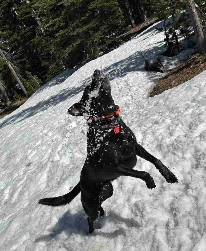 Adventuring with Dogs: 5,000 Miles, 2 Dogs and 1 4Knines Dog Hammock ...