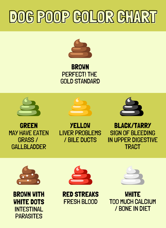 Your Dog’s Poop: What It Can Tell You About Their Health and Well-Bein ...