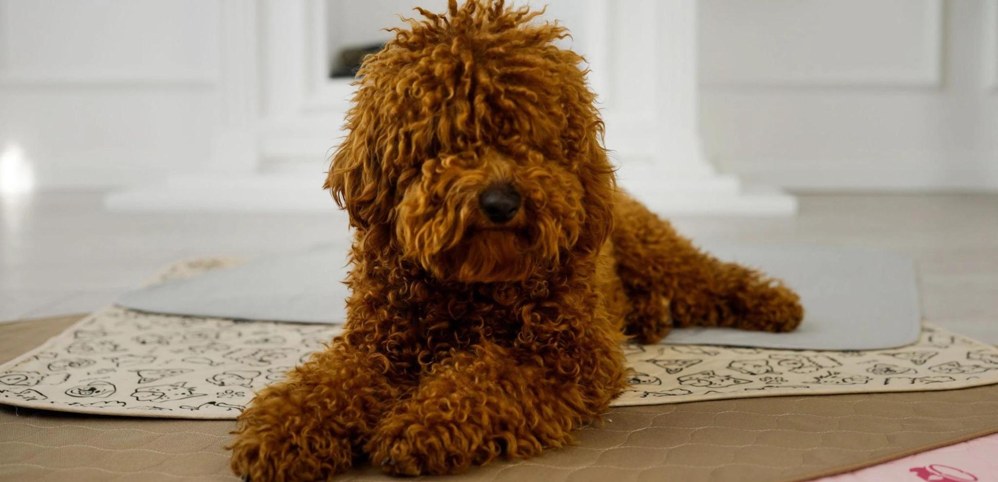 Choosing the Best Potty Pads for Your Dog - The Complete Guide - Potty ...