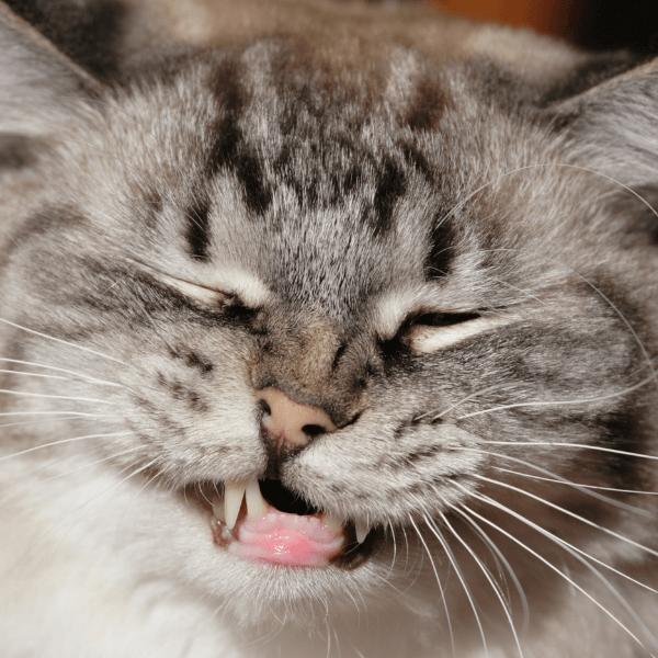5 Strange Cat Behaviors Explained – Door Buddy