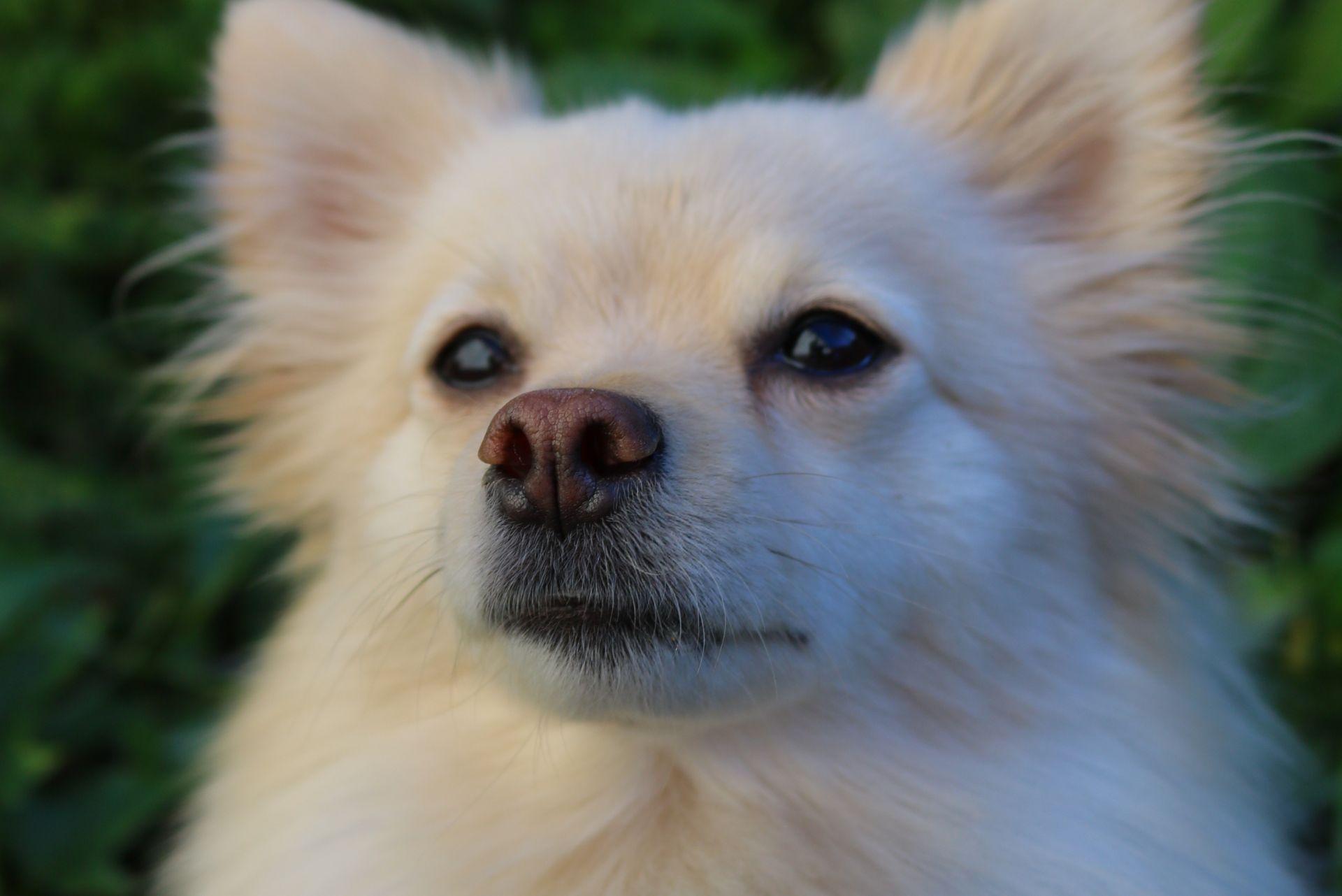 Japanese Spitz Dog Breed Information & Characteristics | Potty Buddy ...