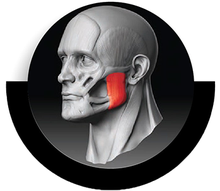 Jawzrsize Beginner - Level 1 + FREE Mini