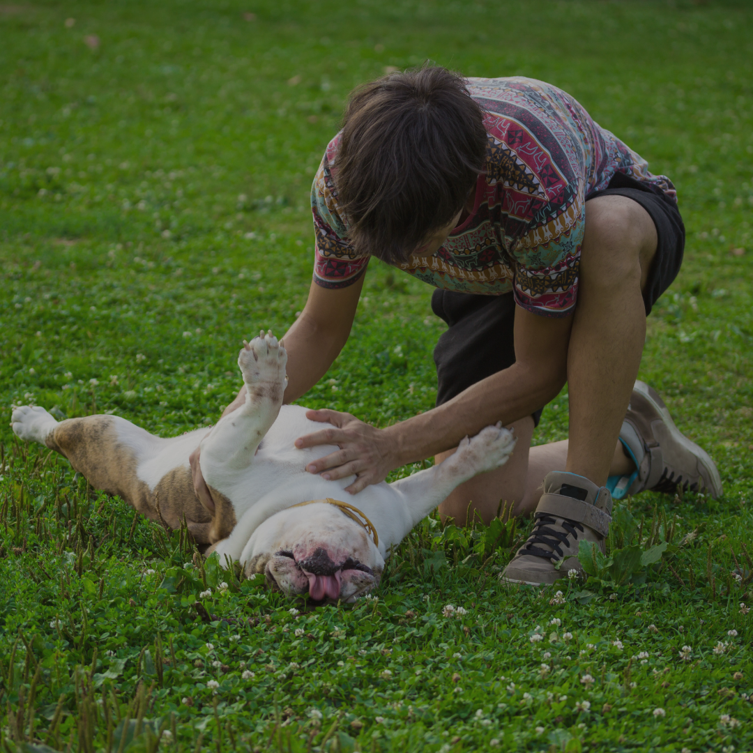 3 Signs Your Dog’s Gut Is Overrun With Bad Bacteria – Healthy Pet Parents