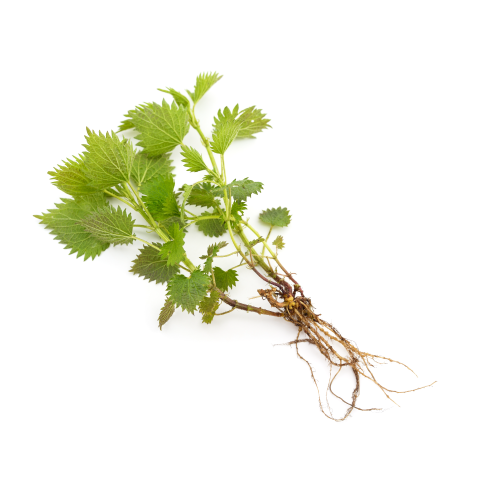 Balance – Dr. Nuzum's Nutraceuticals