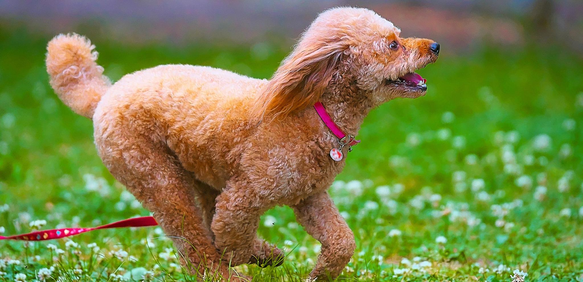 How Often Should You Take Your Puppy Out to Pee During the Day/Night ...