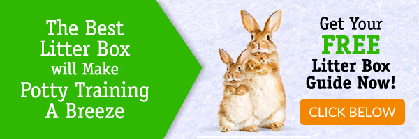 Oops Accident! How to Clean Up Rabbit Urine